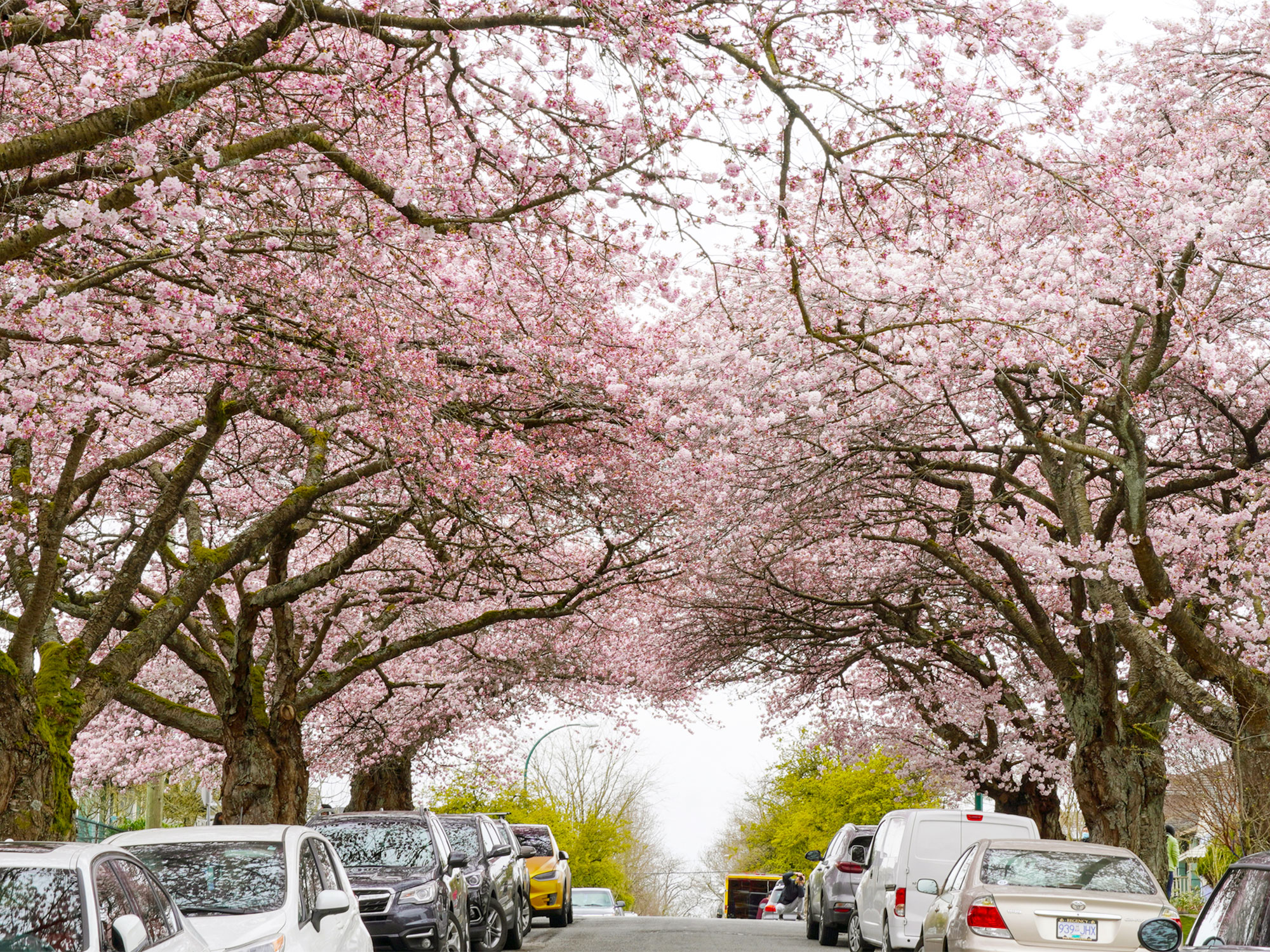 8 Places Where You Can Witness Epic Cherry Blossoms — Daily Passport