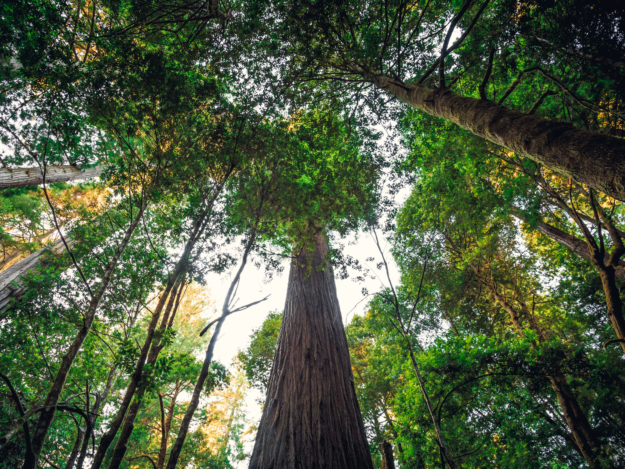Do You Know About These Famous, Legendary Trees From Around the World ...