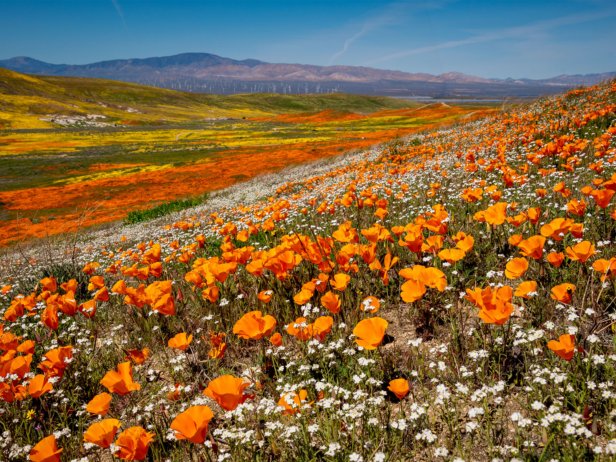 Where to See Gorgeous Flower Blooms in the U.S. — Daily Passport