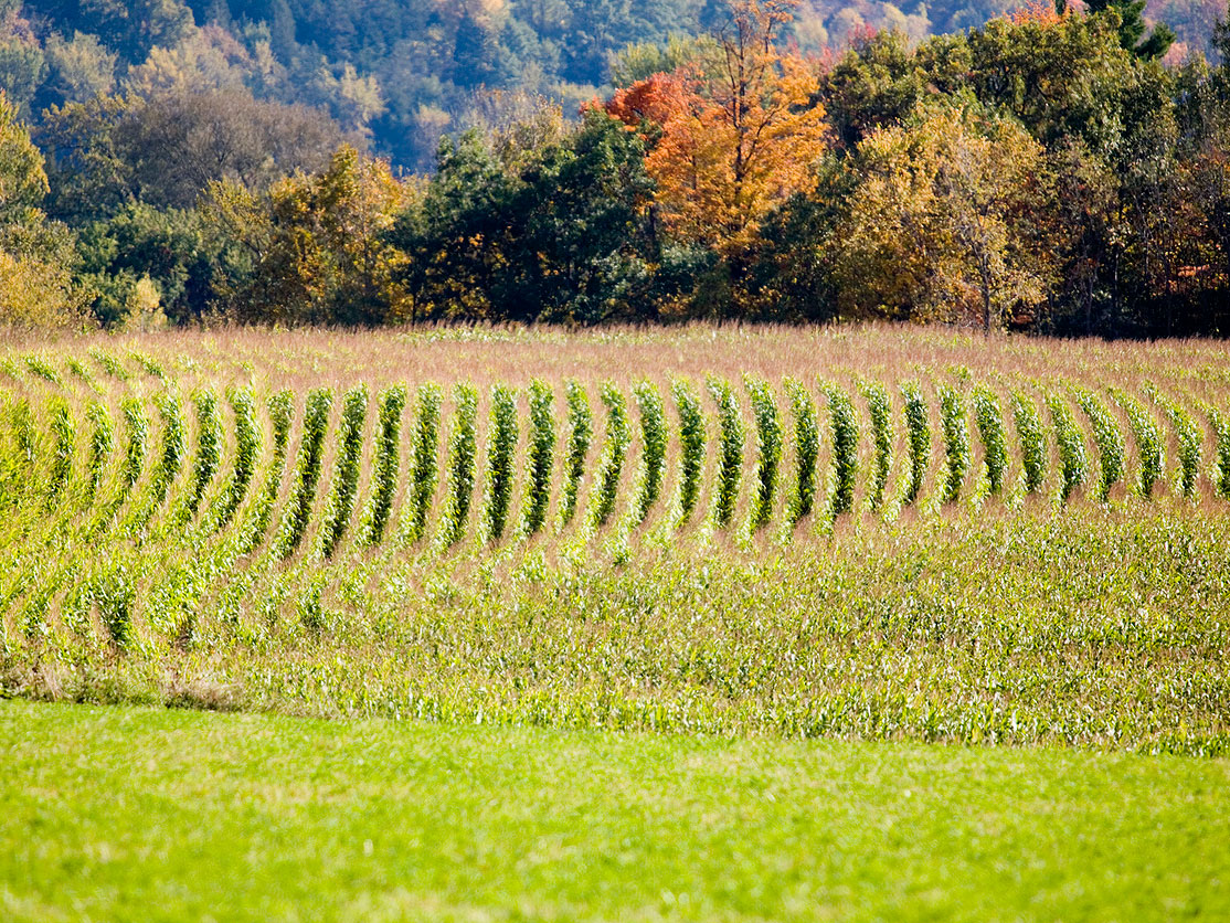 Can You Find Your Way Around These 5 Elaborate Corn Mazes? — Daily Passport