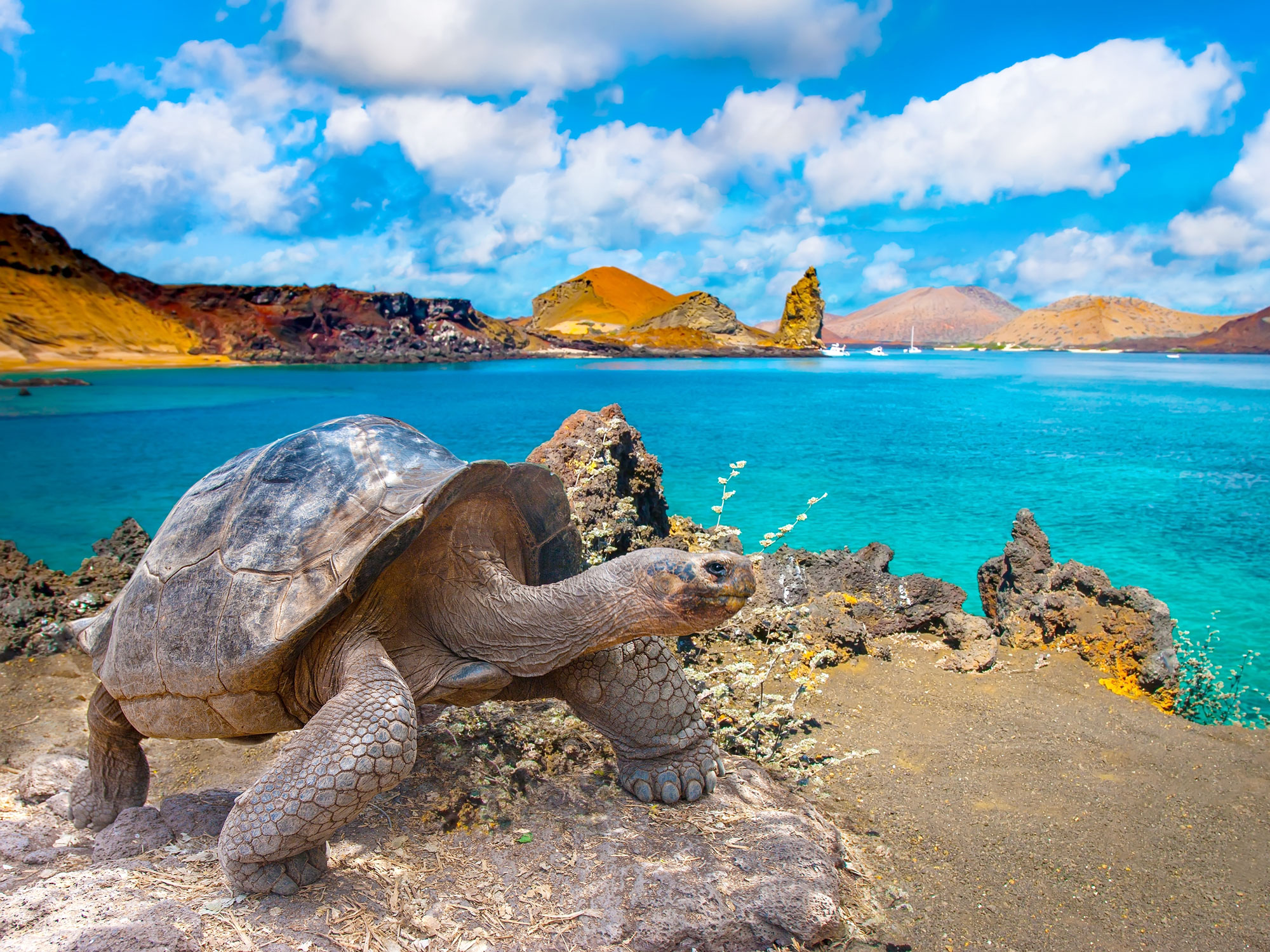 Fascinating Facts About the Galápagos Islands — Daily Passport