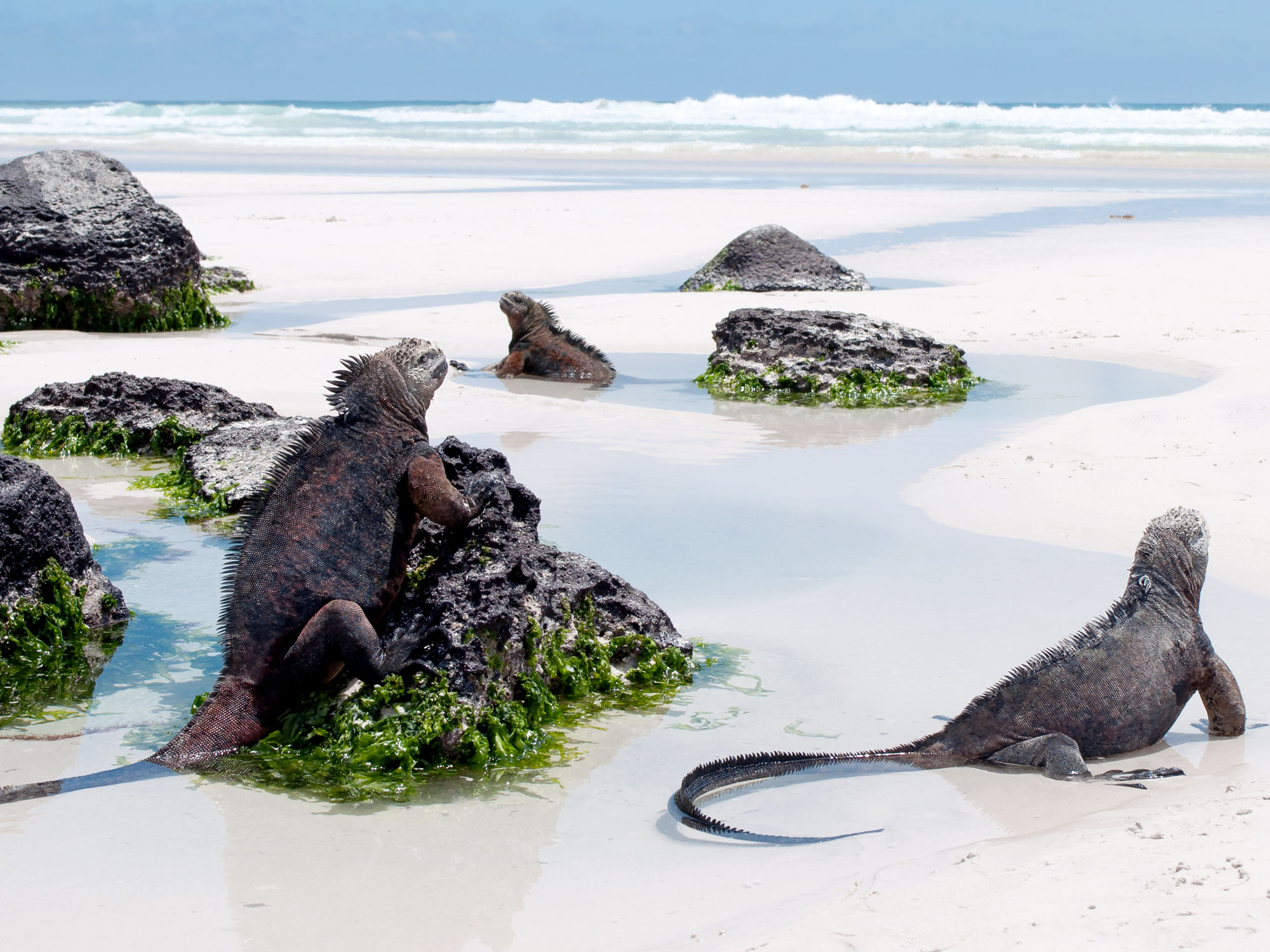 Fascinating Facts About the Galápagos Islands — Daily Passport