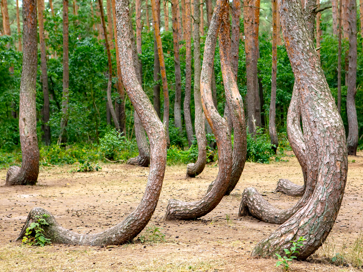 What’s the Deal With Poland's “Crooked Forest”? — Daily Passport