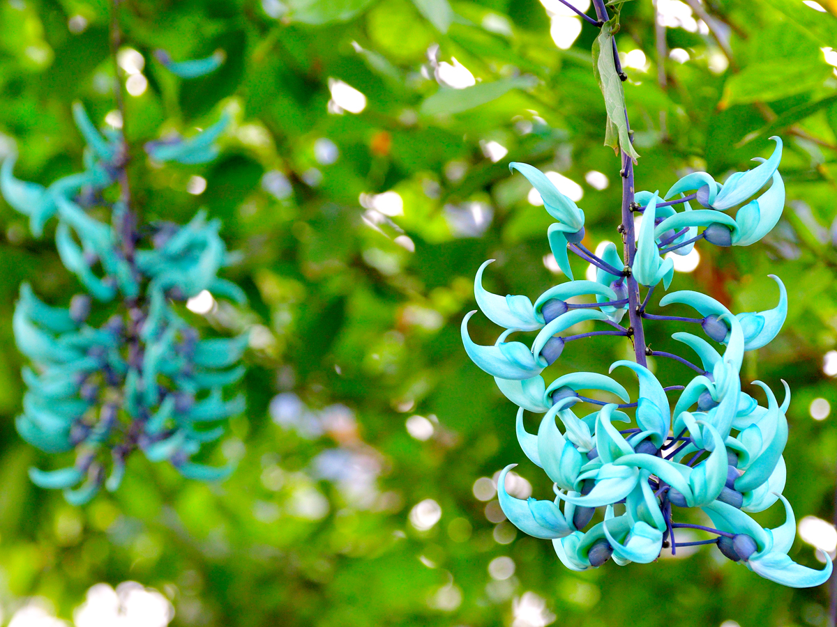 10 of the World’s Rarest Flowers — and Where To See Them — Daily Passport