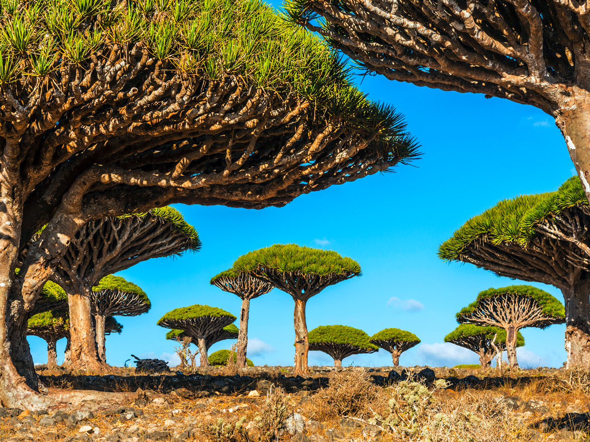 These Are the World’s Most Unusual Forests — Daily Passport