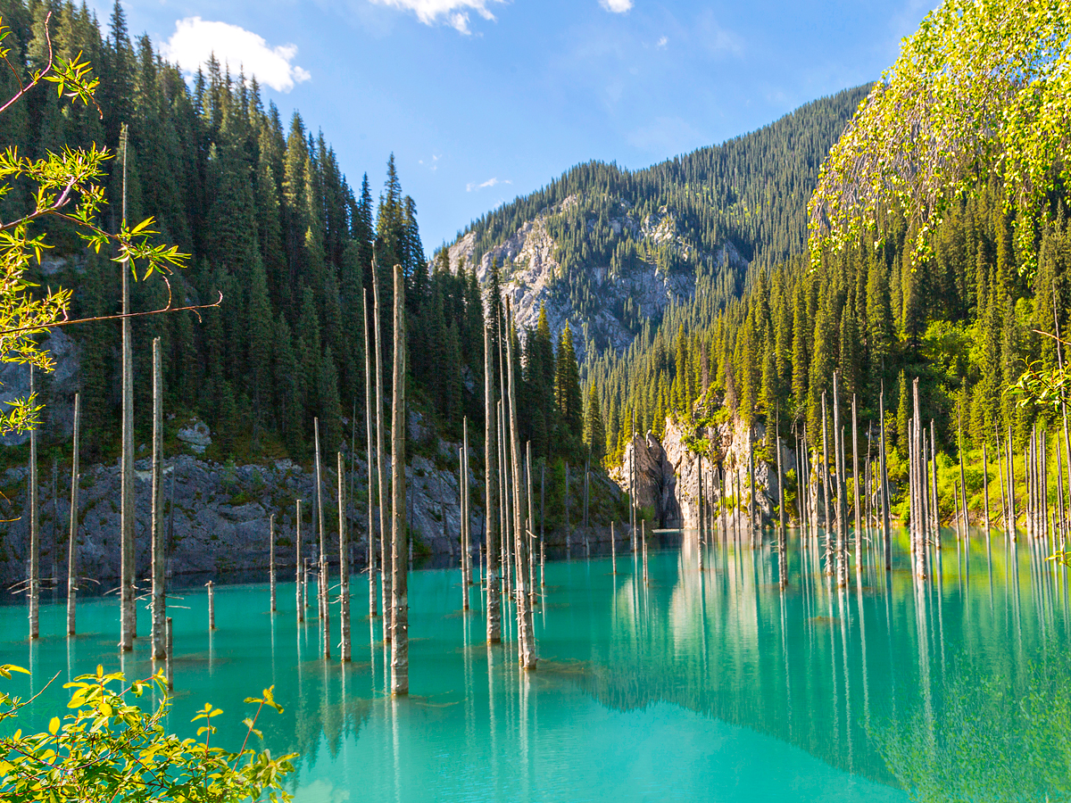 These Are the World’s Most Unusual Forests — Daily Passport