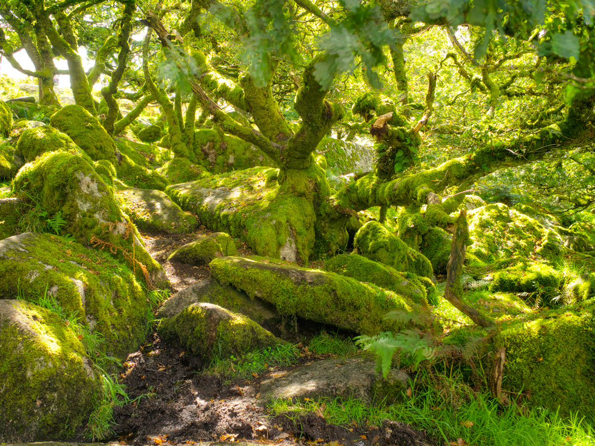 These Are the World’s Most Unusual Forests — Daily Passport